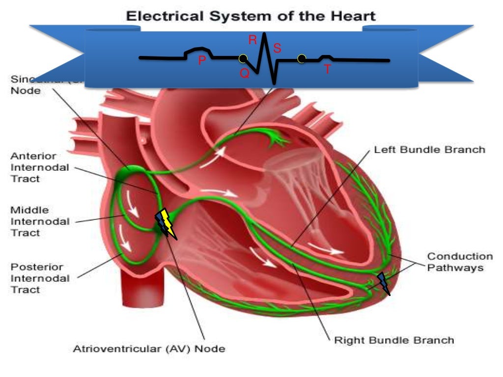 The Electrical Conduction System of the Heart - now with audio!