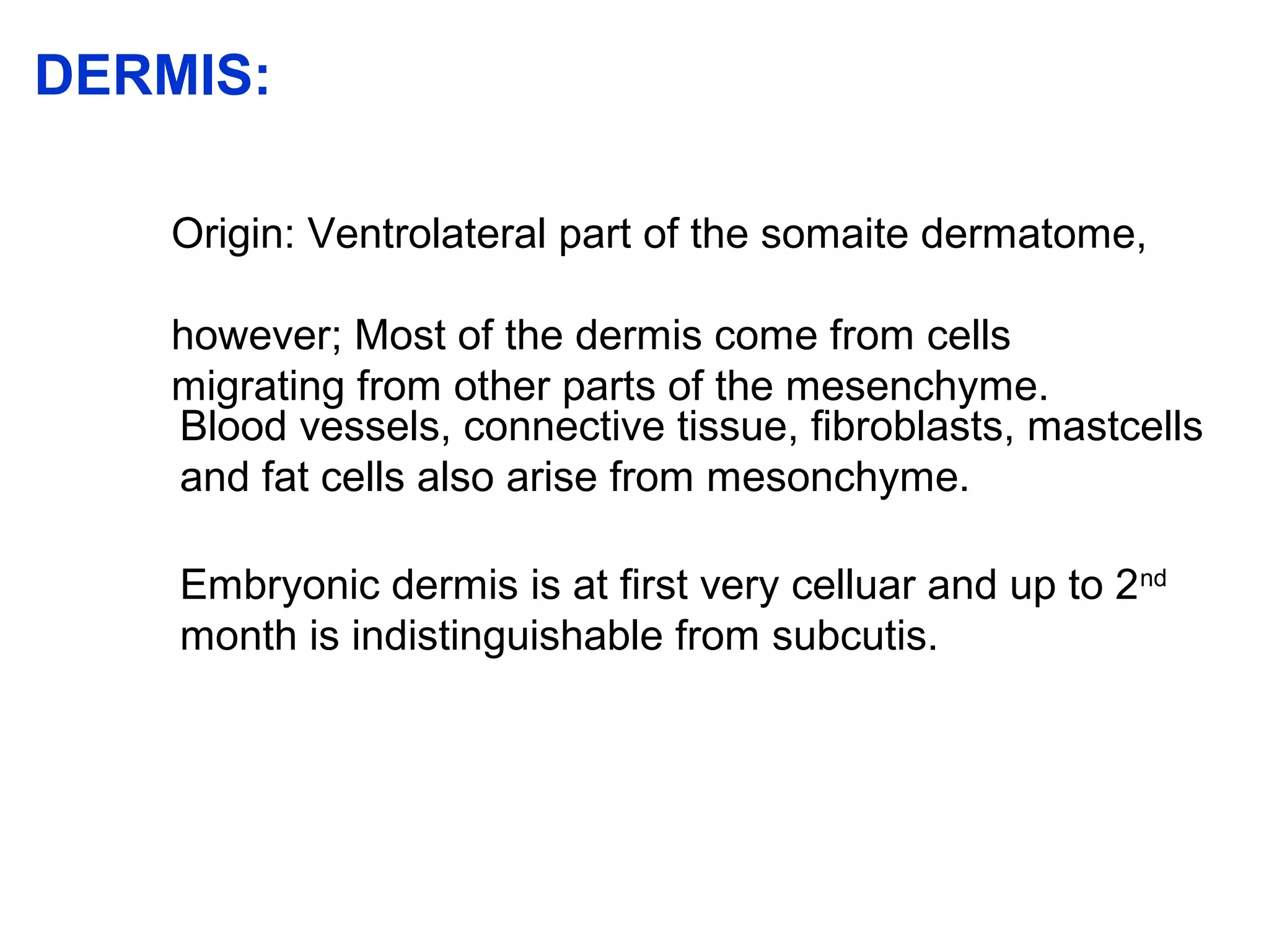 The Embryology Of The Skin | PPT