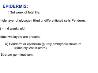 Embryonic Periderm