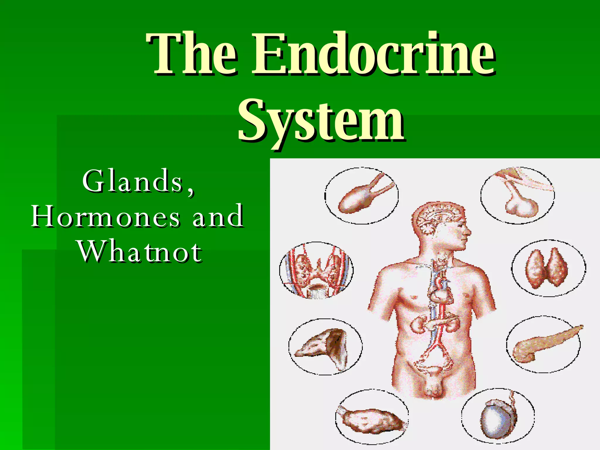 The Endocrine System | PPT