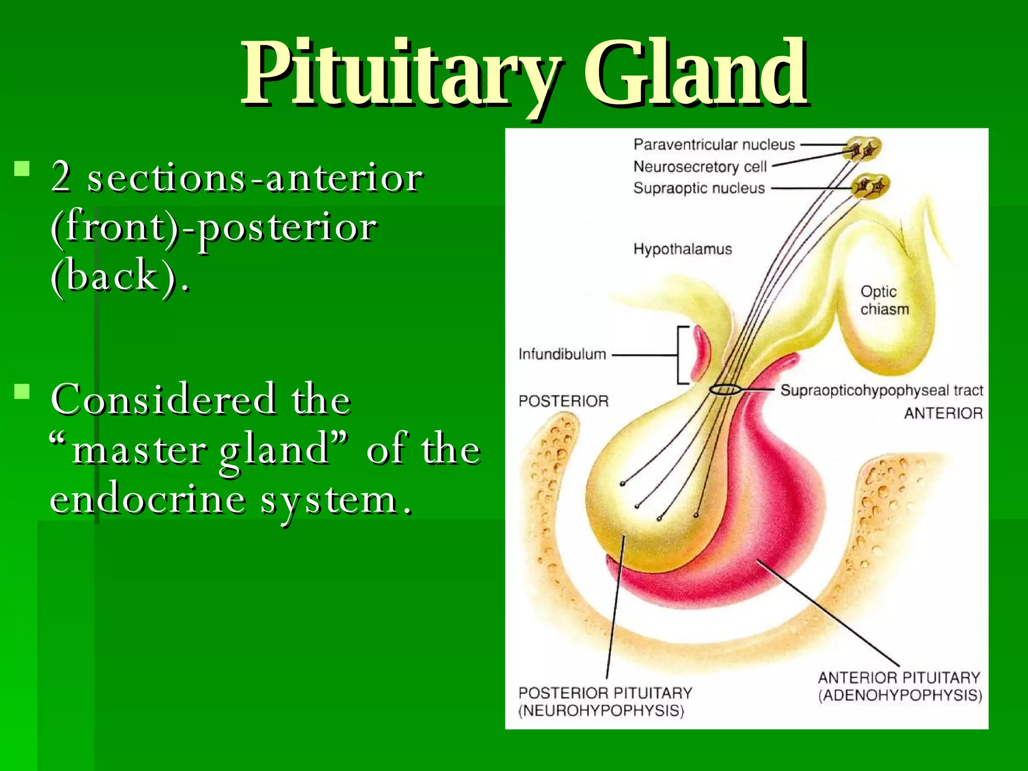 The Endocrine System | PPT