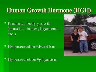 The Endocrine System | PPT