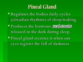 The Endocrine System | PPT