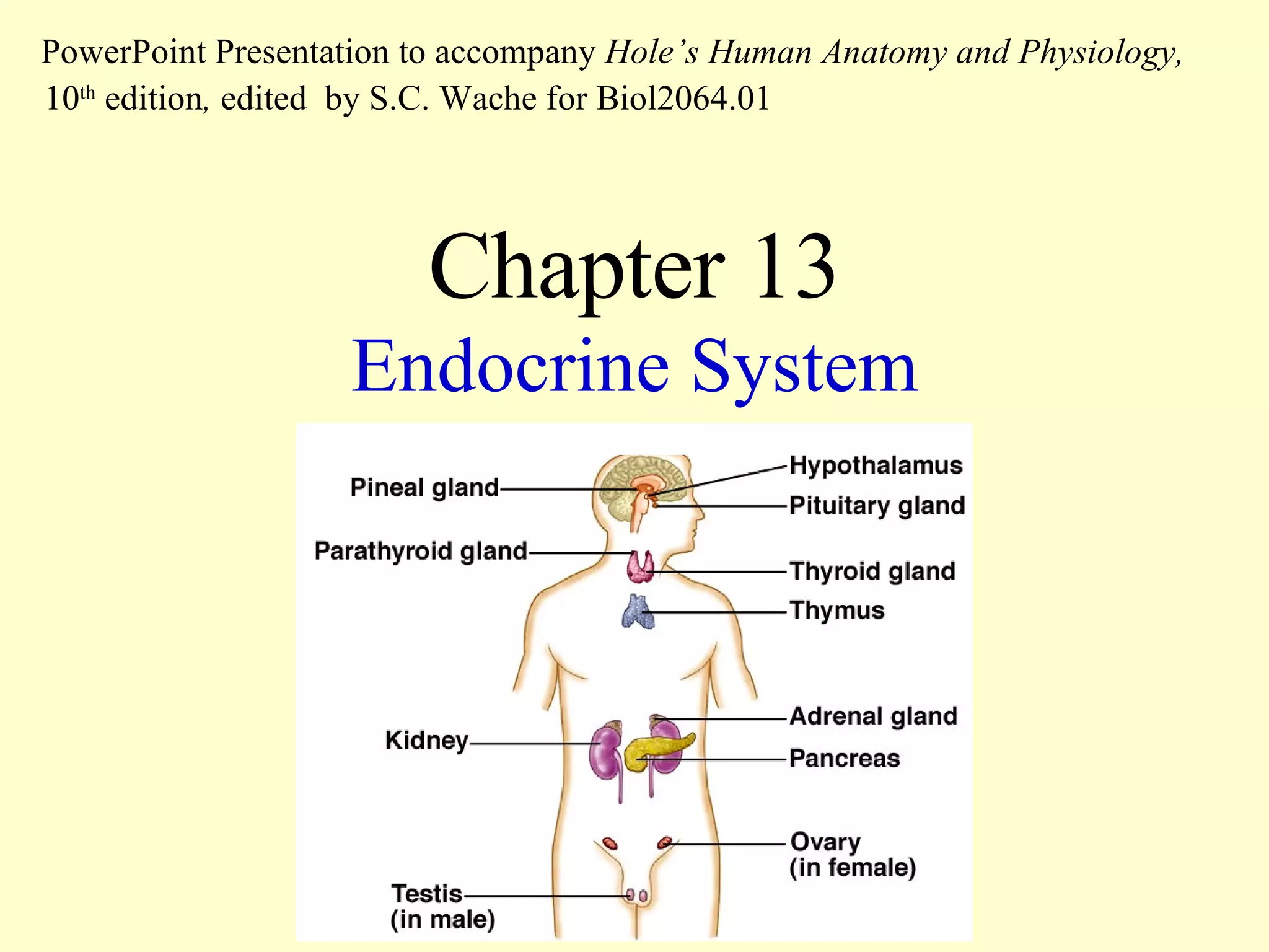 The Endocrine System - Chapter 13 | PPT | Endocrine and Metabolic ...