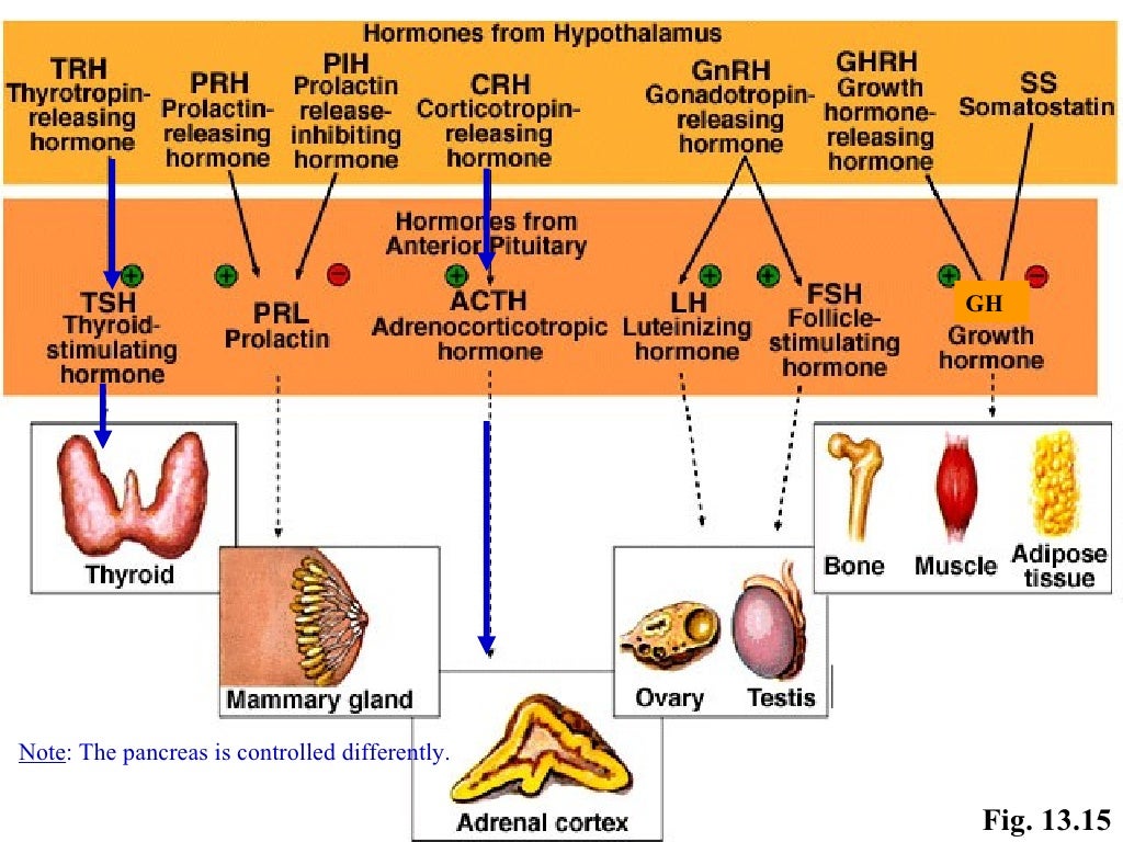 Endocrine System