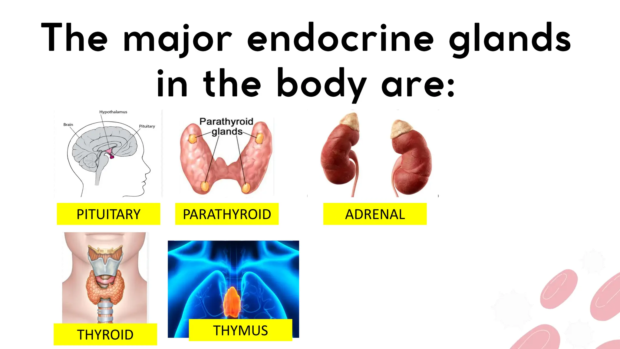 THE-ENDOCRINE-SYSTEM and their functions | PPTX