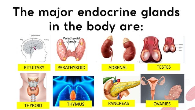 THE-ENDOCRINE-SYSTEM and their functions | PPT