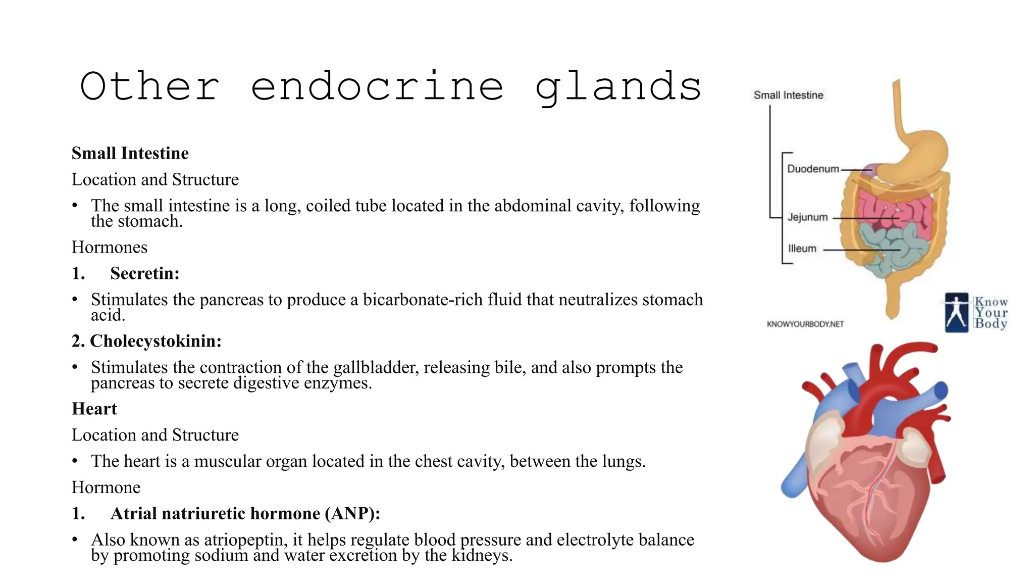 The-Endocrine-System.pptx Anatomy and Physiology | PPT