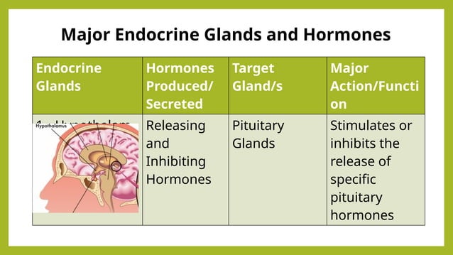 The-Endocrine-system for grade 10 students | PPT