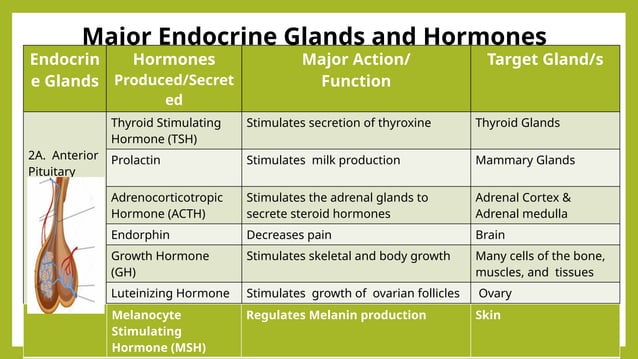 The-Endocrine-system for grade 10 students | PPT