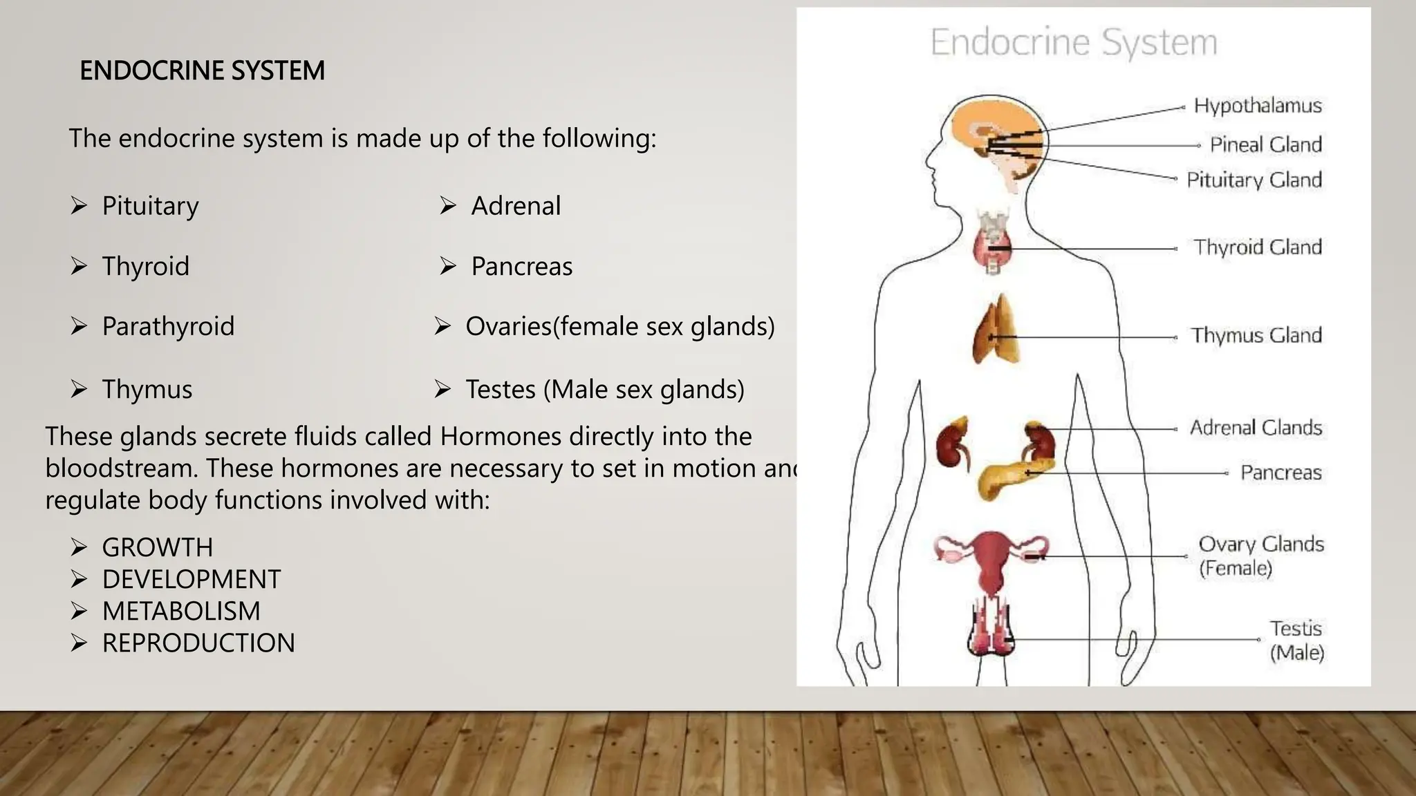 THE-ENDOCRINE-SYST161616616EM-Gr.-6.pptx