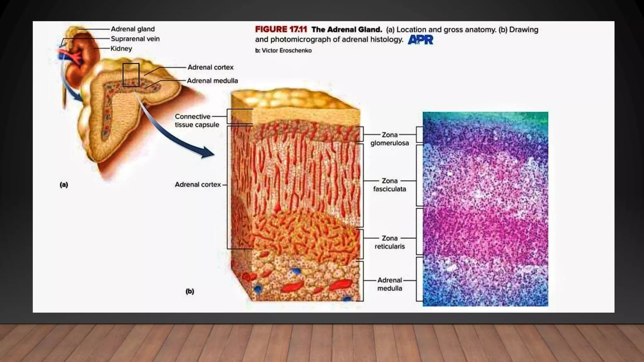 THE-ENDOCRINE-SYSTEM-ppt.pptx