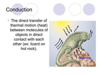 The+ Excretory+ System | PPT