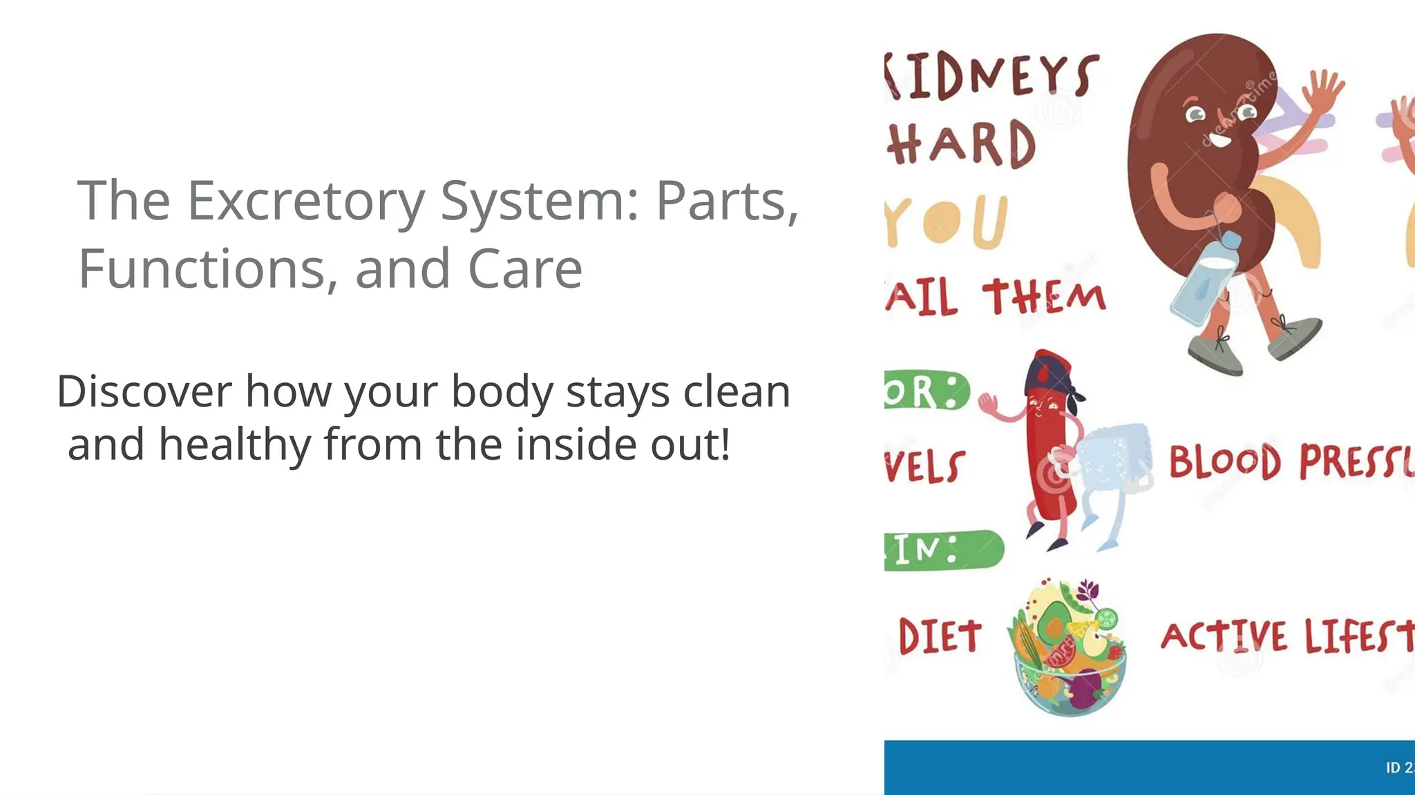 The-Excretory-System-Parts-Functions-and-Care.pptx