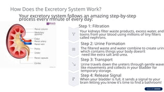 The-Excretory-System-Parts-Functions-and-Care.pptx