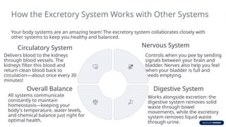 The-Excretory-System-Parts-Functions-and-Care.pptx