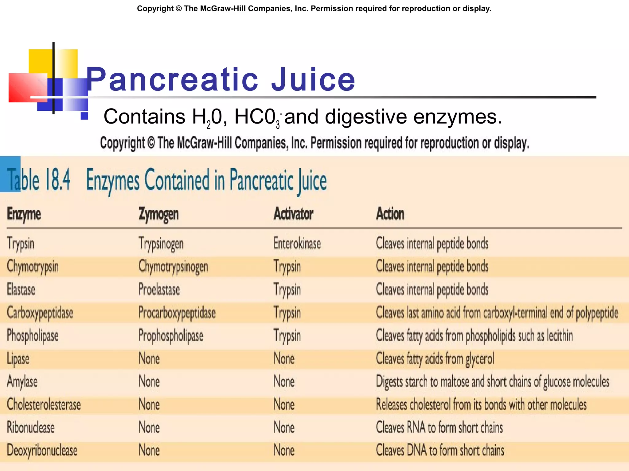 The Exocrine Functions Of The Pancreas | PPT