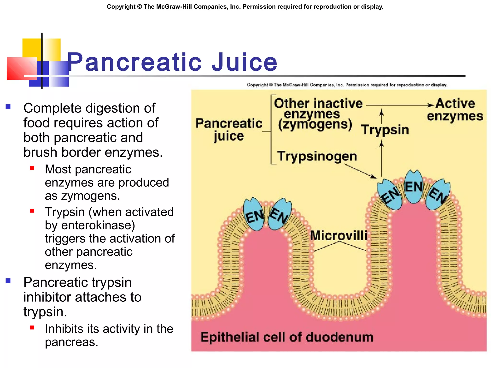 The Exocrine Functions Of The Pancreas | PPT