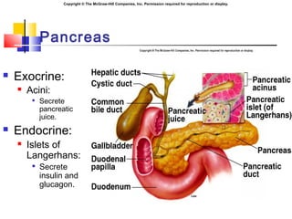 Pancreas Function