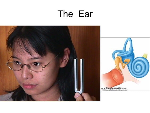 The Eye And Ear | PPT | Ear, Nose and Throat Conditions | Diseases and ...