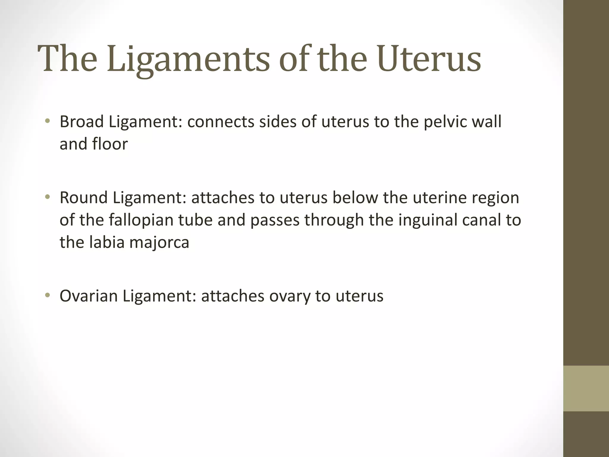 The Female Reproductive System | PPTX