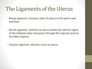 The Female Reproductive System | PPTX