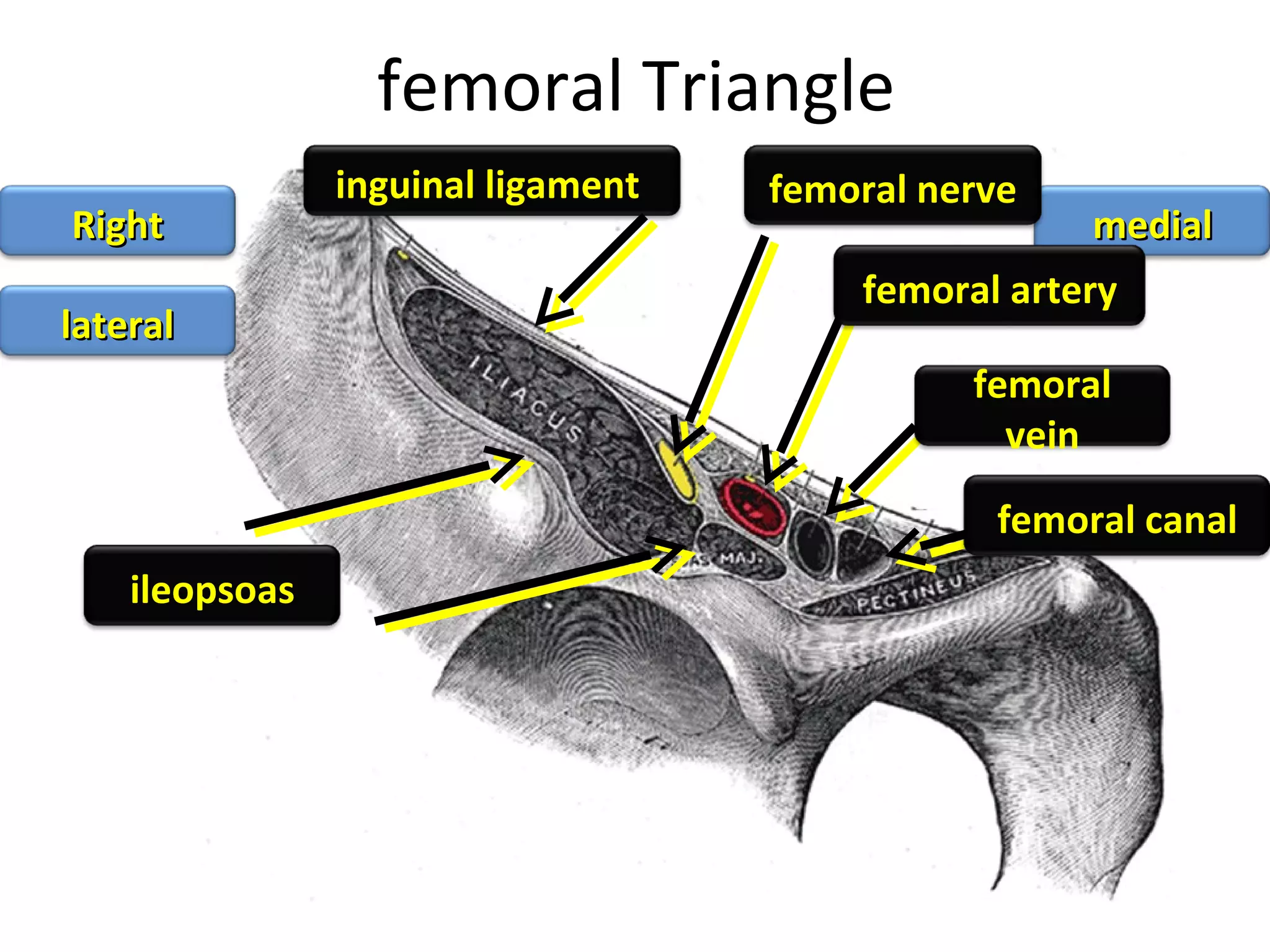 The Femoral Triangle | PPT