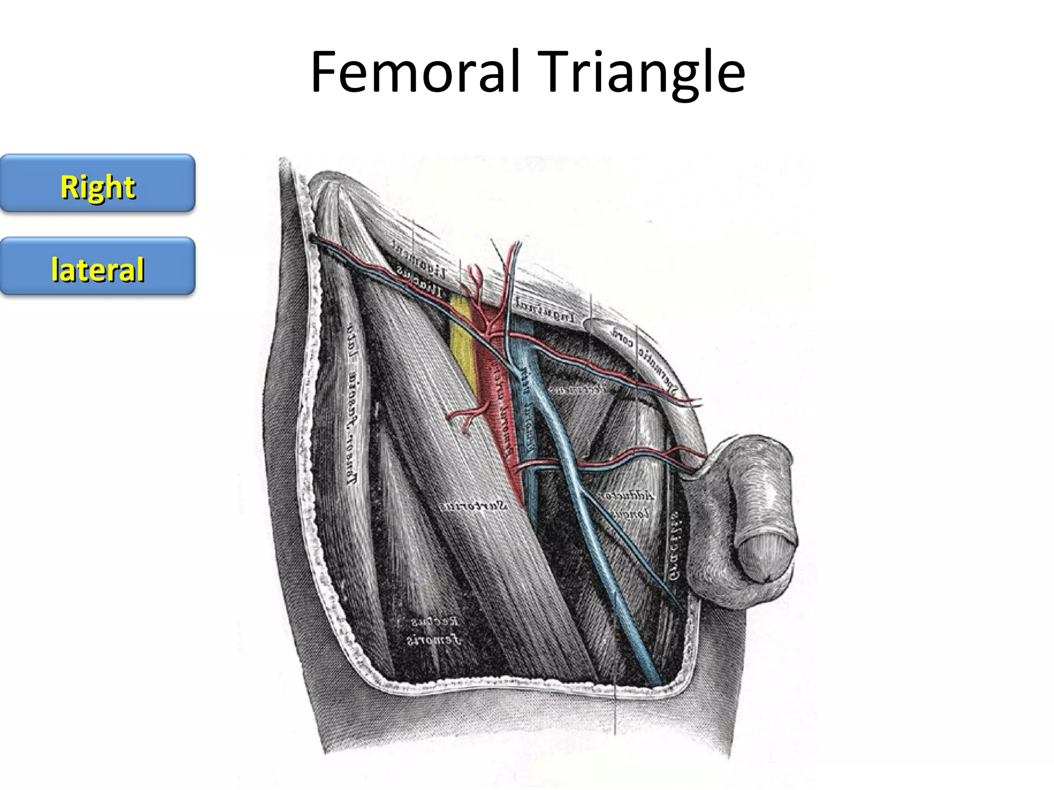 The Femoral Triangle | PPT