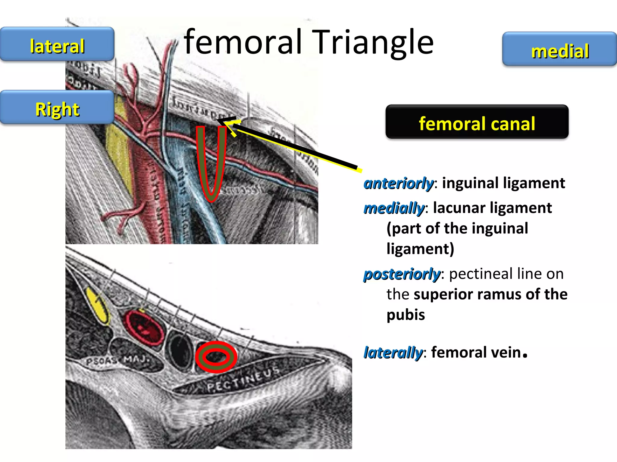 The Femoral Triangle | PPT