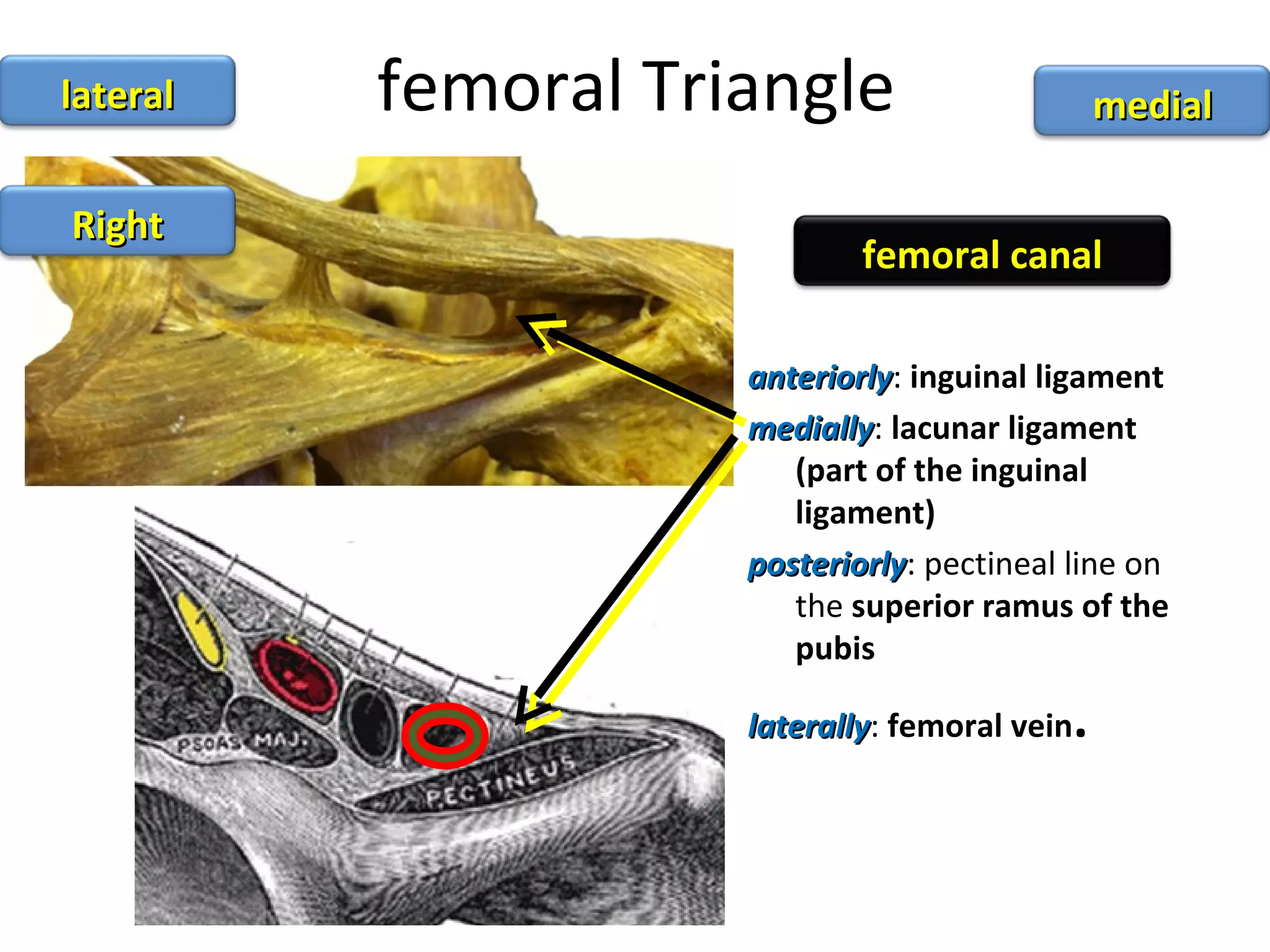 The Femoral Triangle | PPT