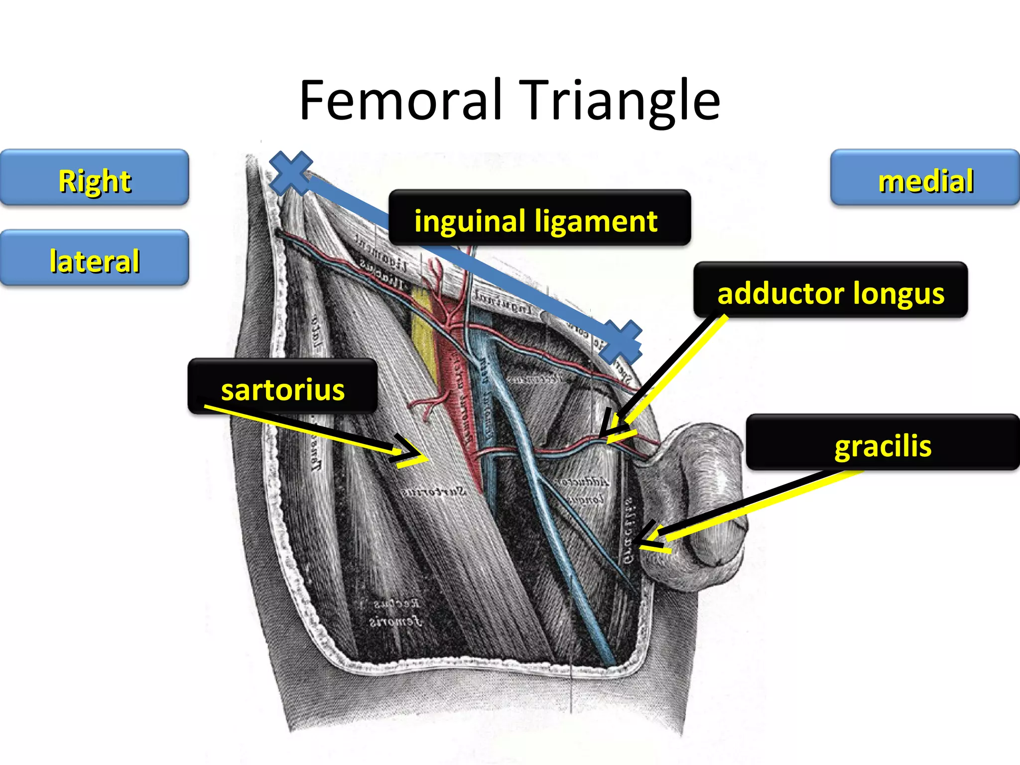 The Femoral Triangle | PPT