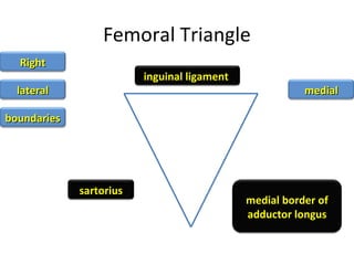 The Femoral Triangle | PPT