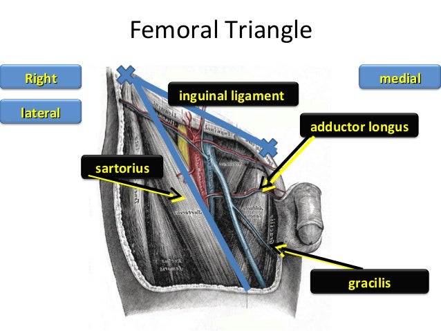 Femoral Triangle