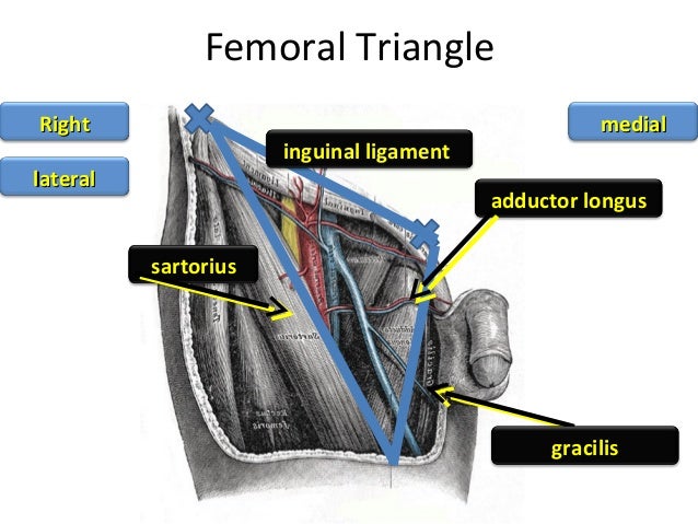 The Femoral Triangle