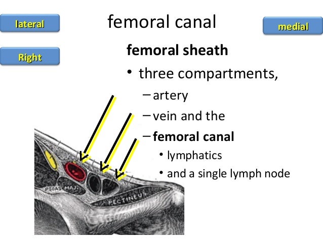 The Femoral Triangle