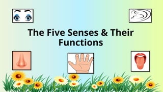 The Five Senses -- for grade 3 studentss | PPTX