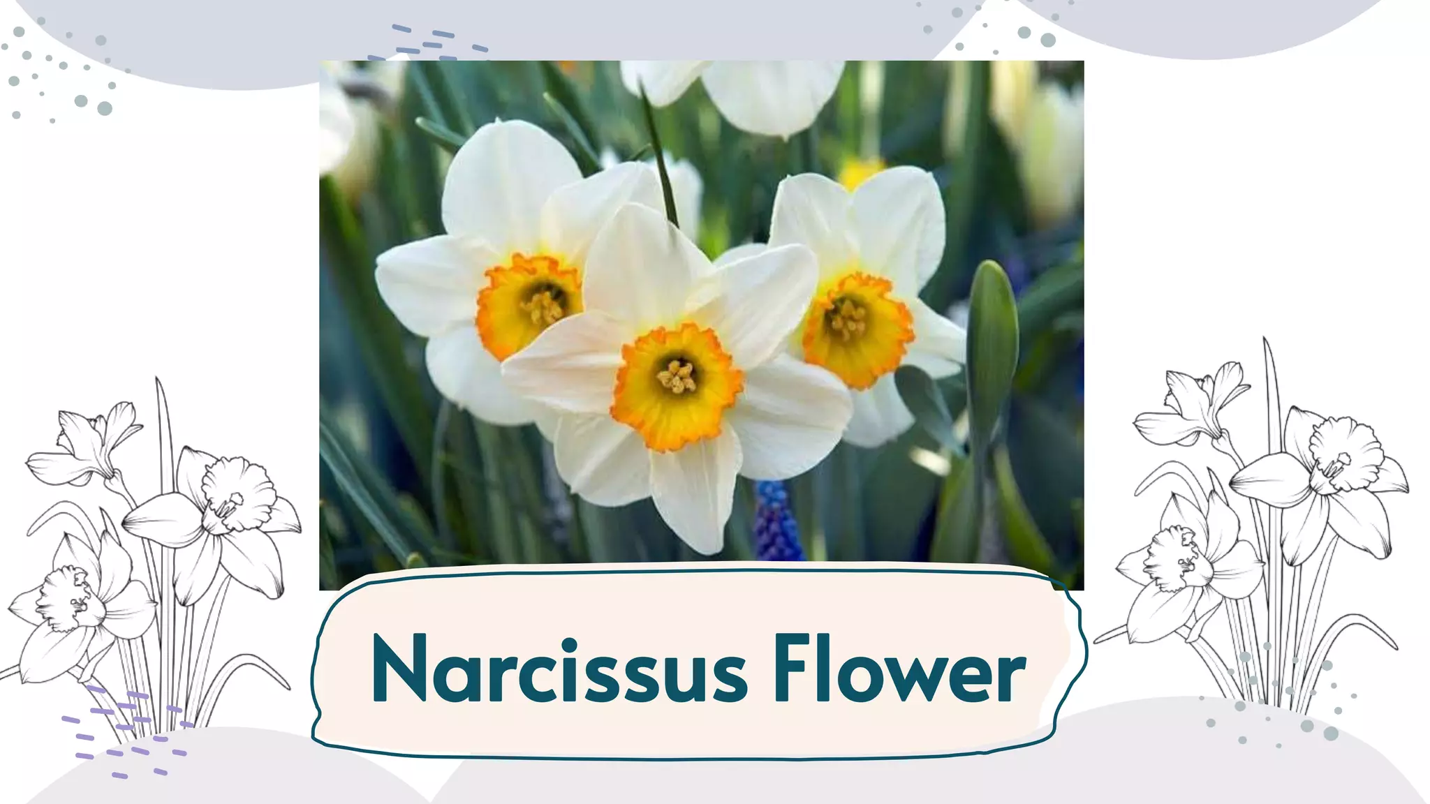 The flower-myths-narcissus-hyacinth-story | PPTX