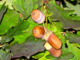 The Four Seasons Of Year Autum | PPT