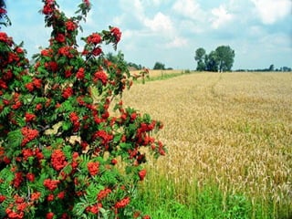 The Four Seasons Of Year Autum | PPT