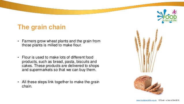 the-grain-chain-ppt-1114fcc.pptx