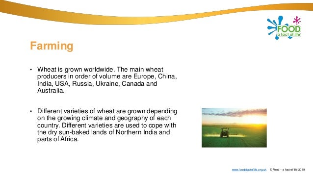 the-grain-chain-ppt-1114fcc.pptx