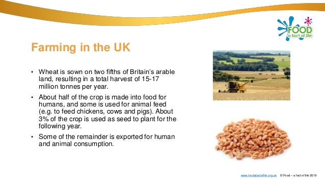 the-grain-chain-ppt-1114fcc.pptx