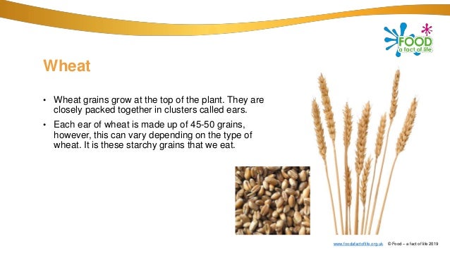 the-grain-chain-ppt-1114fcc.pptx
