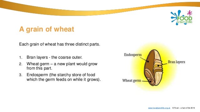 the-grain-chain-ppt-1114fcc.pptx