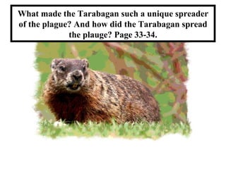 The Great Mortality | PPT