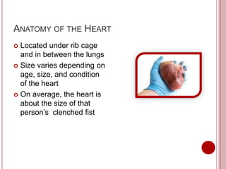 Cardiovascular system; Heart.pptx