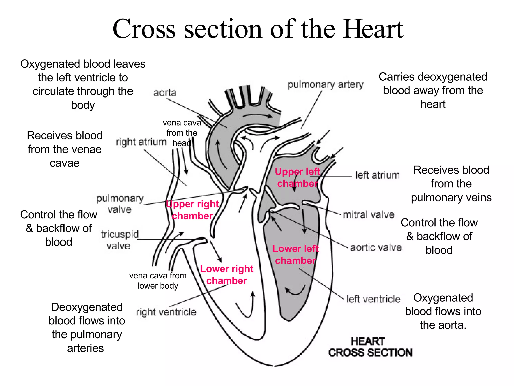 IB Biology - The Heart | PPT
