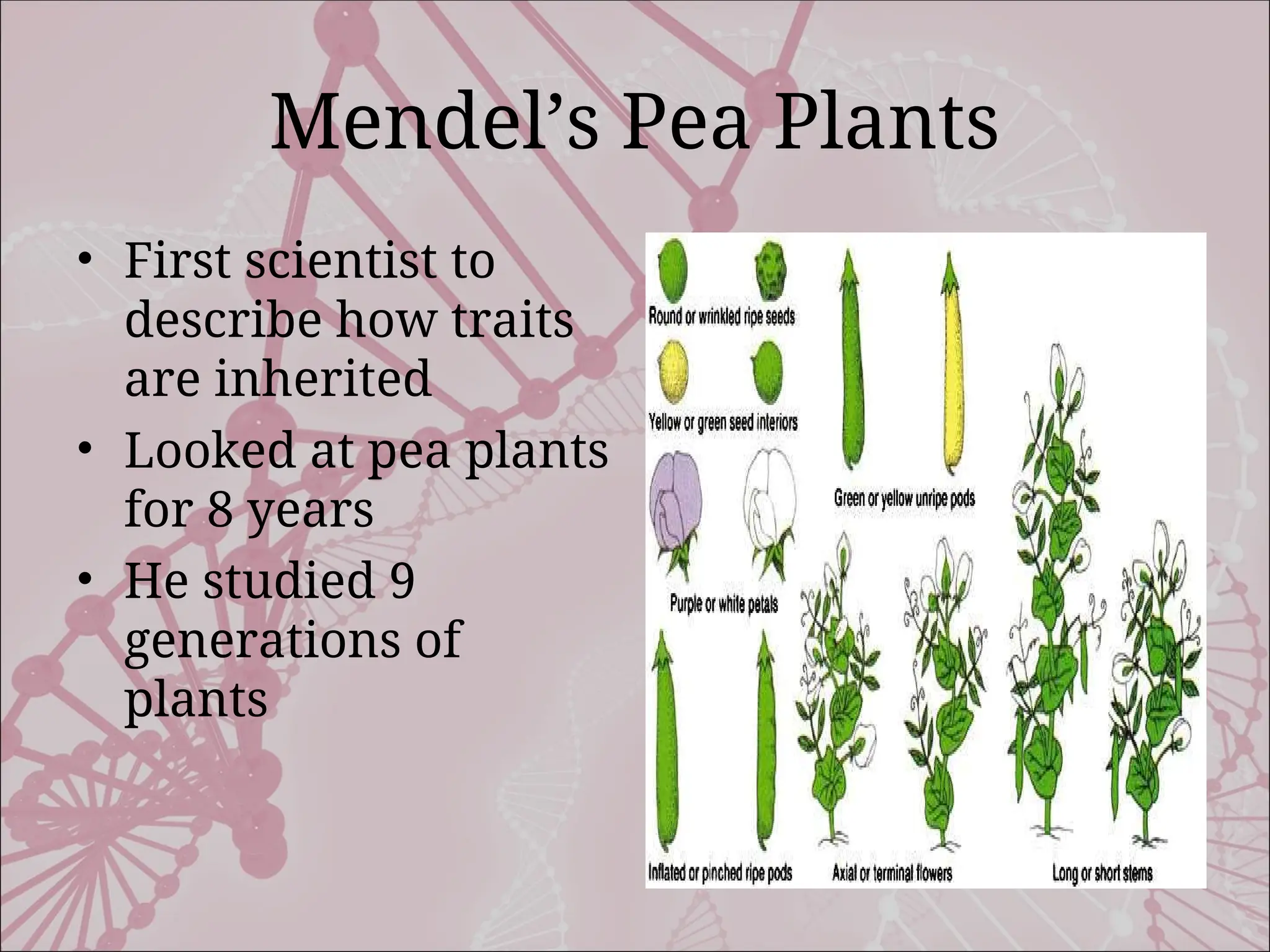 The-History-of-DNA...................ppt
