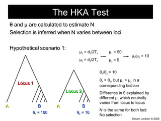 The HKA Test | PPT