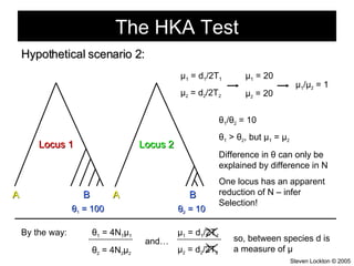 The HKA Test | PPT